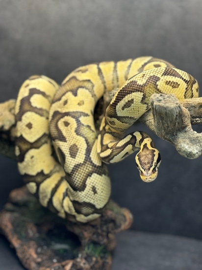 Firefly Ball Python by Deadwoods Reptiles