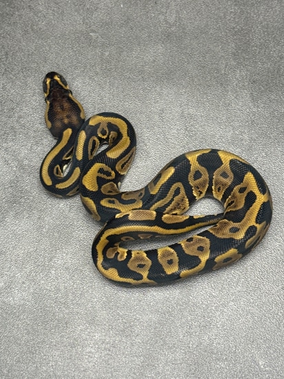 Phantom Leopard Ball Python by Deadwoods Reptiles