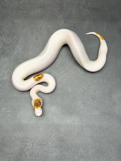 Pinto Pied Ball Python by Deadwoods Reptiles