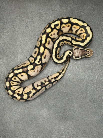 Super Pastel Calico PH Black Axanthic Ball Python by Deadwoods Reptiles