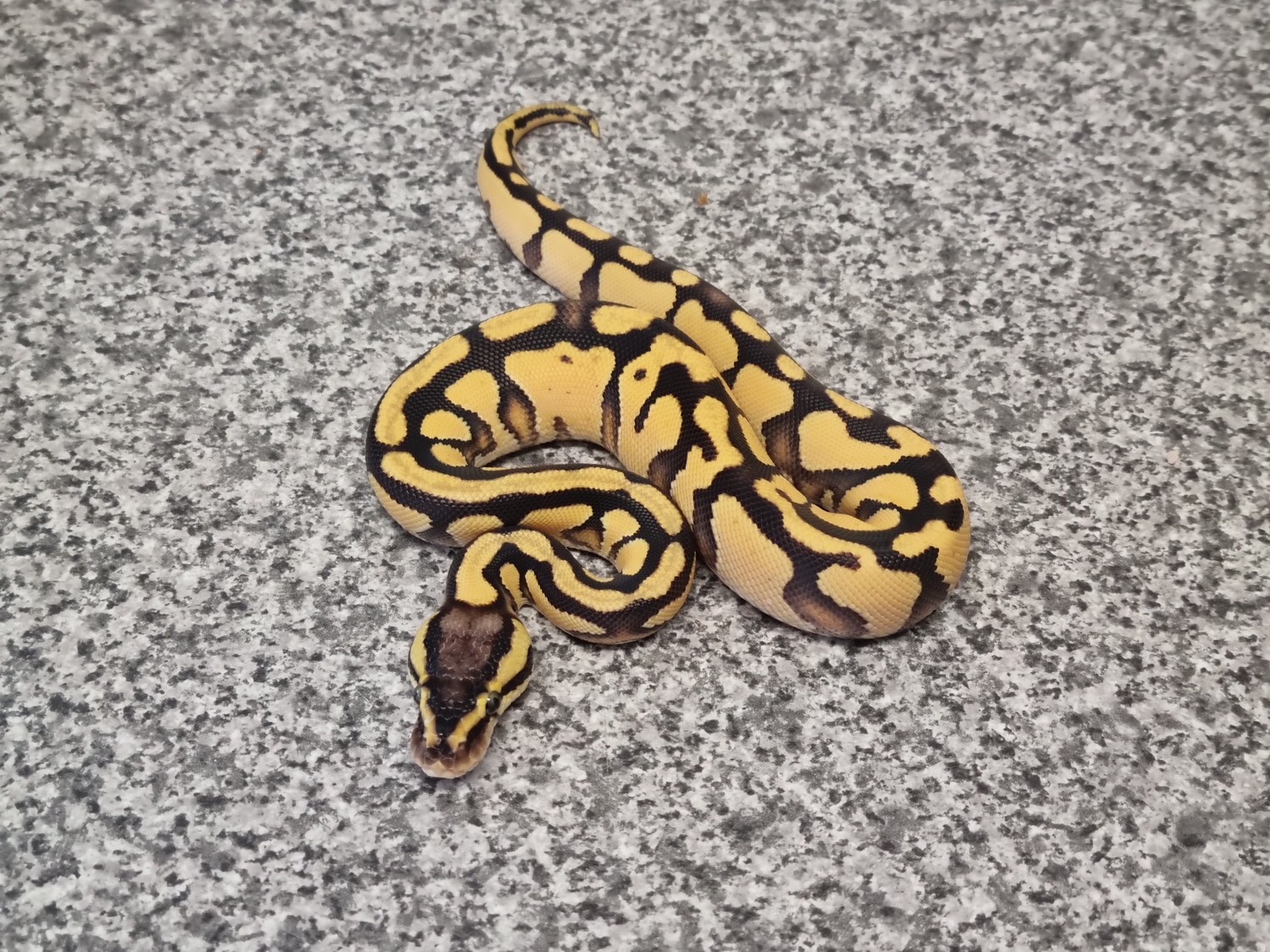 Pastel Enchi Yellow Belly 50% Het Puzzle 50% Het Clown Ball Python by ...