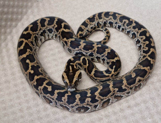 Half Dwarf Burmese Python 66% Het Gulf Caramel by DM Reptiles UK