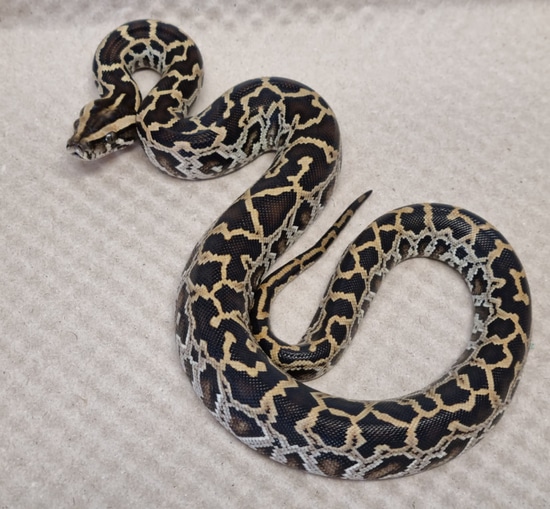 Half Dwarf Burmese Python 66% Het Gulf Caramel by DM Reptiles UK