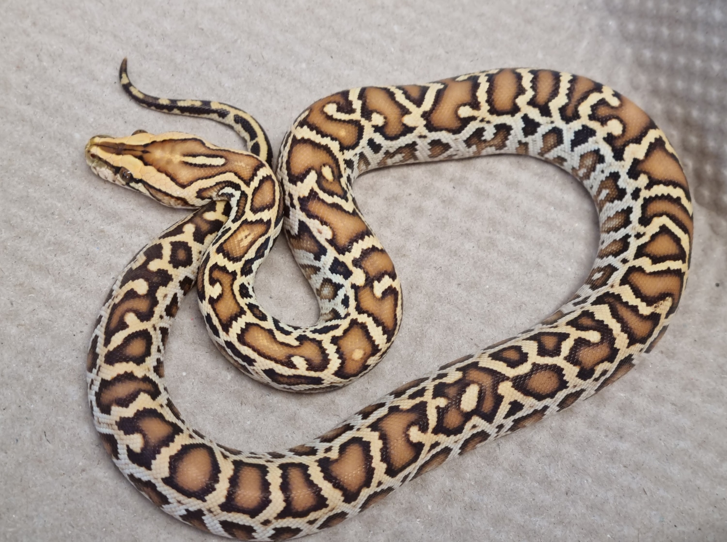 Half Dwarf Burmese Python Gulf Caramel by DM Reptiles UK - MorphMarket