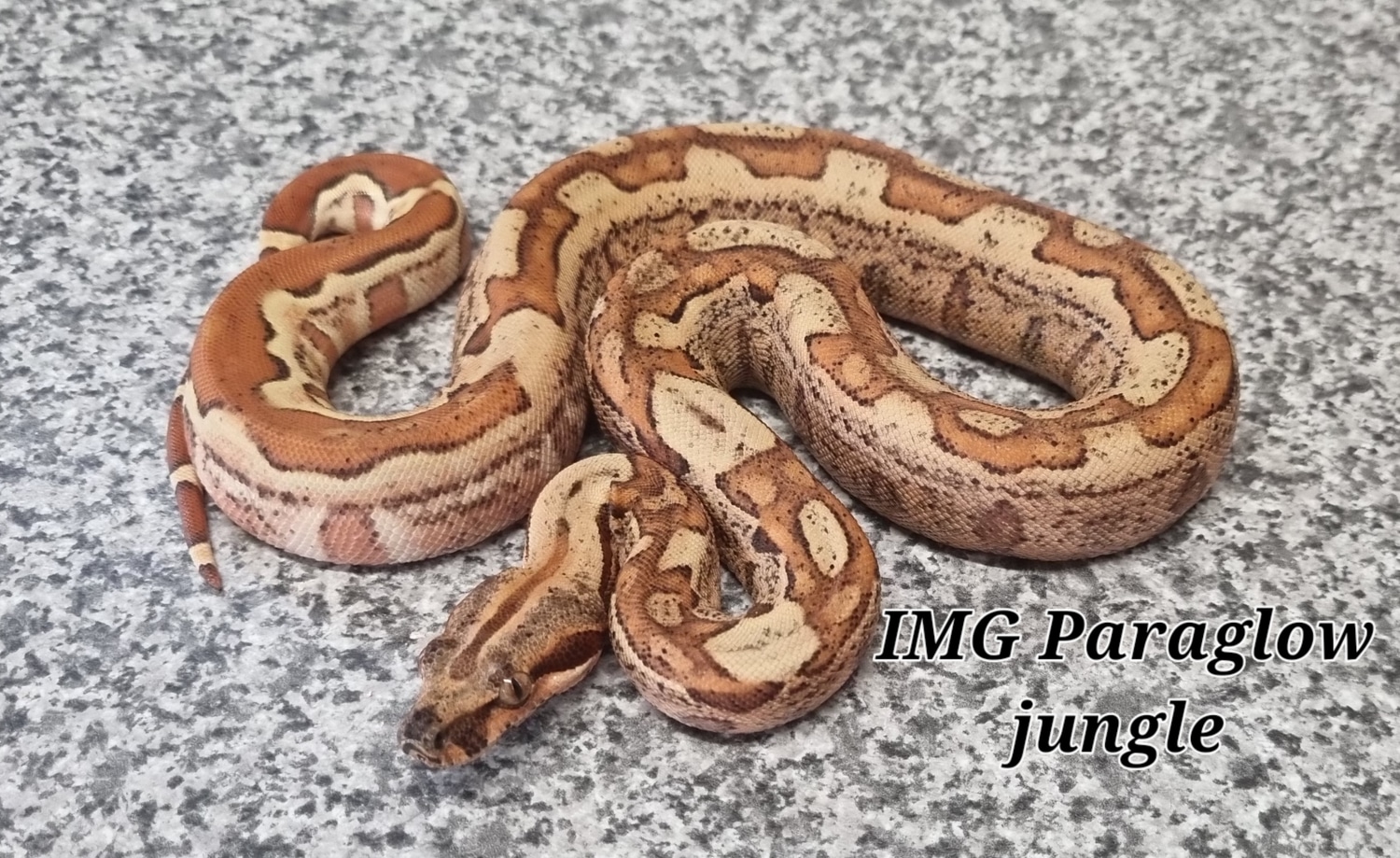 Paraglow Jungle Img Boa Constrictor by DM Reptiles UK - MorphMarket