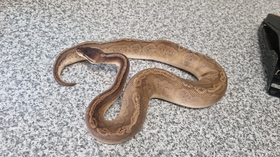 Black Pastel Sunset UK Only Ball Python by DM Reptiles UK