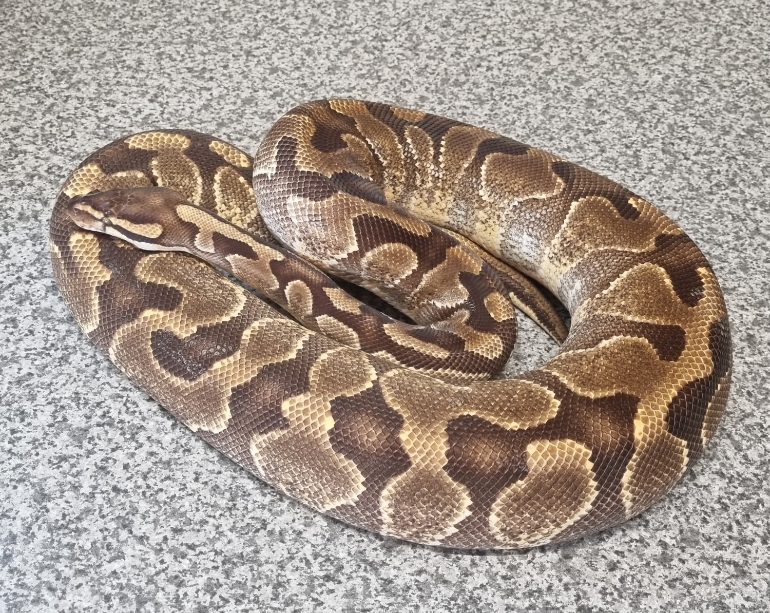 Enchi Gravel Ball Python by DM Reptiles UK - MorphMarket