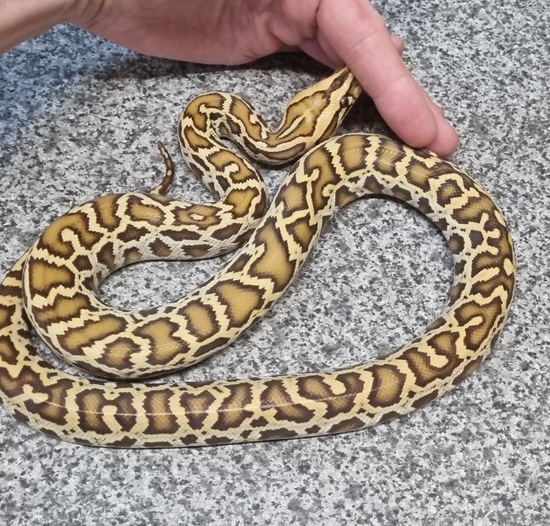 Half Dwarf Burmese Python Gulf Caramel by DM Reptiles UK