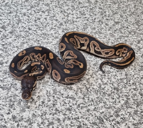 Black Pastel 66% Het Sunset Ball Python by DM Reptiles UK