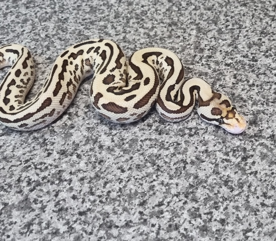 Orange Dream Lesser Batman Het Pied Ball Python by DM Reptiles UK