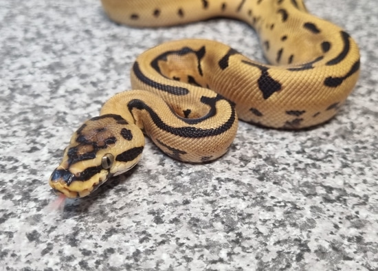 Orange Dream Batman Het Pied Ball Python by DM Reptiles UK