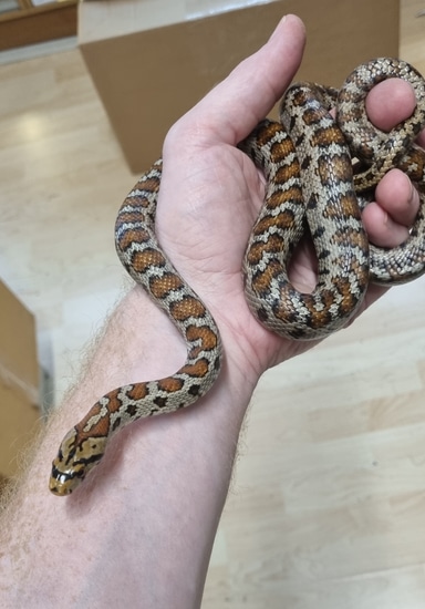 Leopard Rat Snake Other Rat Snake by DM Reptiles UK