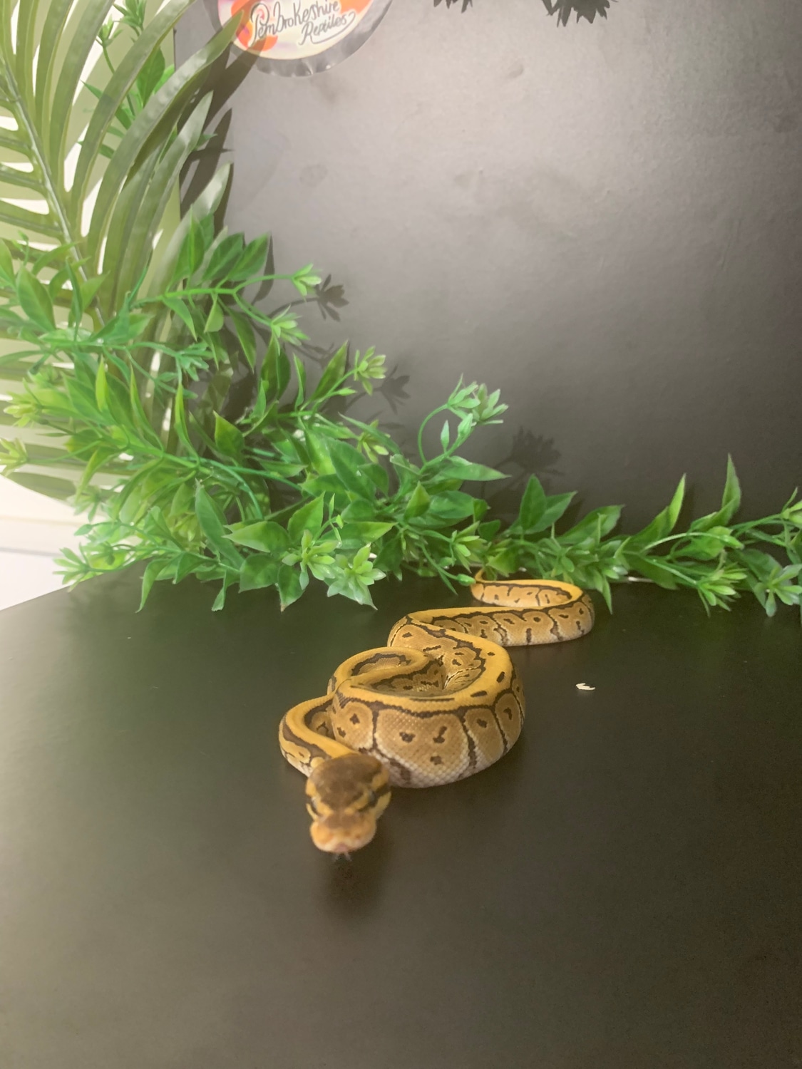 Jigsaw Ball Python by Pembrokeshire_Reptiles - MorphMarket