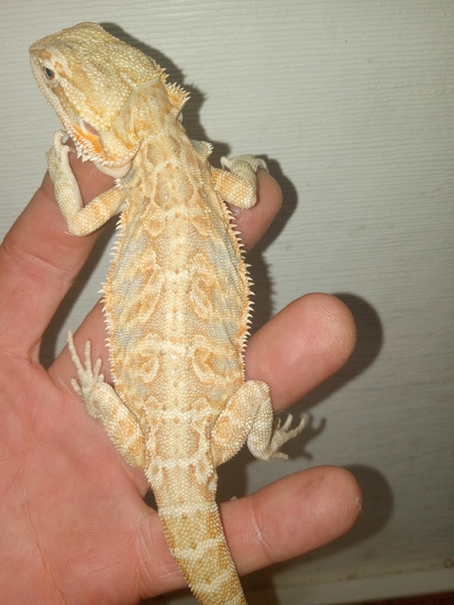 Citrus Hypo Leatherback Central Bearded Dragon by Southern dragons
