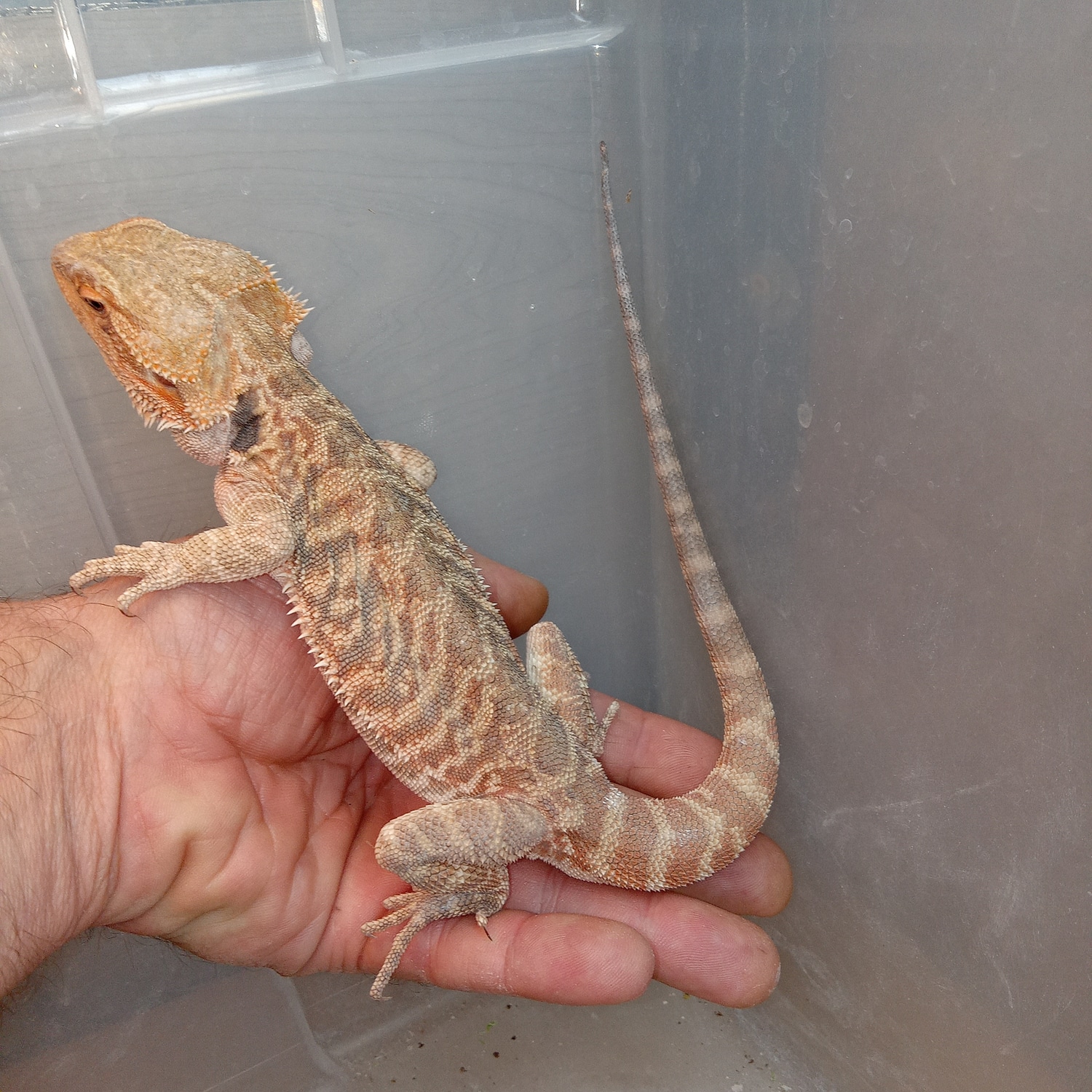 Leatherback Central Bearded Dragon by Southern dragons - MorphMarket