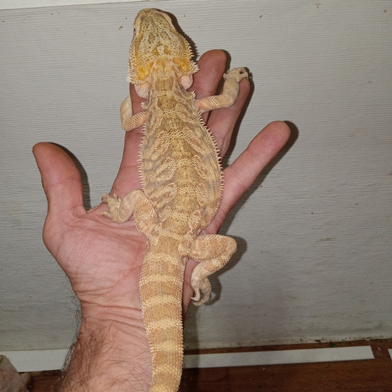 Leatherback Central Bearded Dragon by Southern dragons