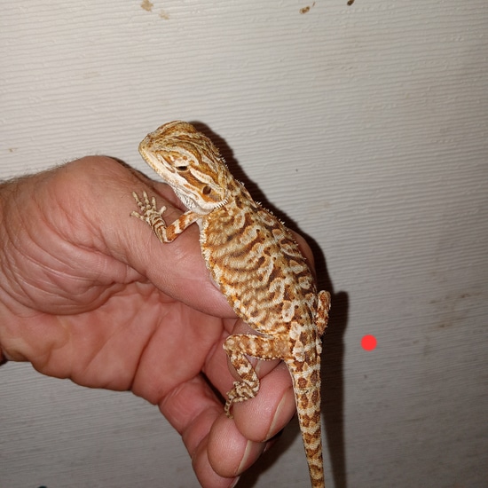 Leatherback Hypo Central Bearded Dragon by Southern dragons