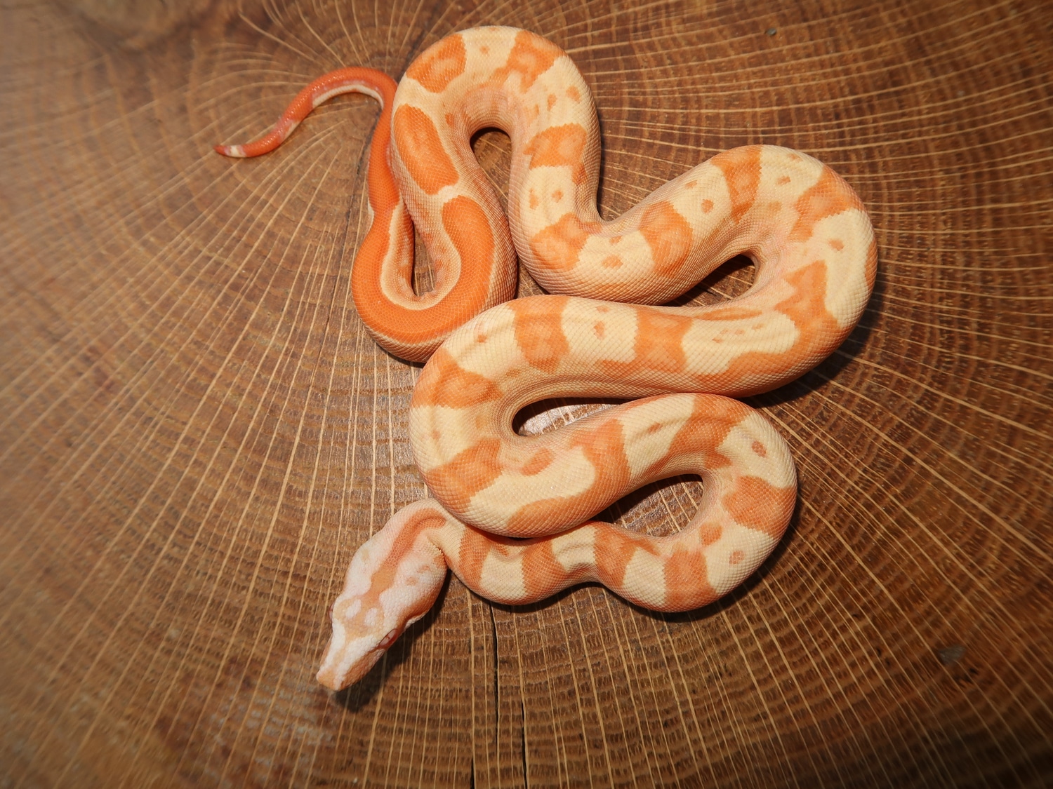 Sunglow Motley Boa Constrictor by DM Reptiles - MorphMarket