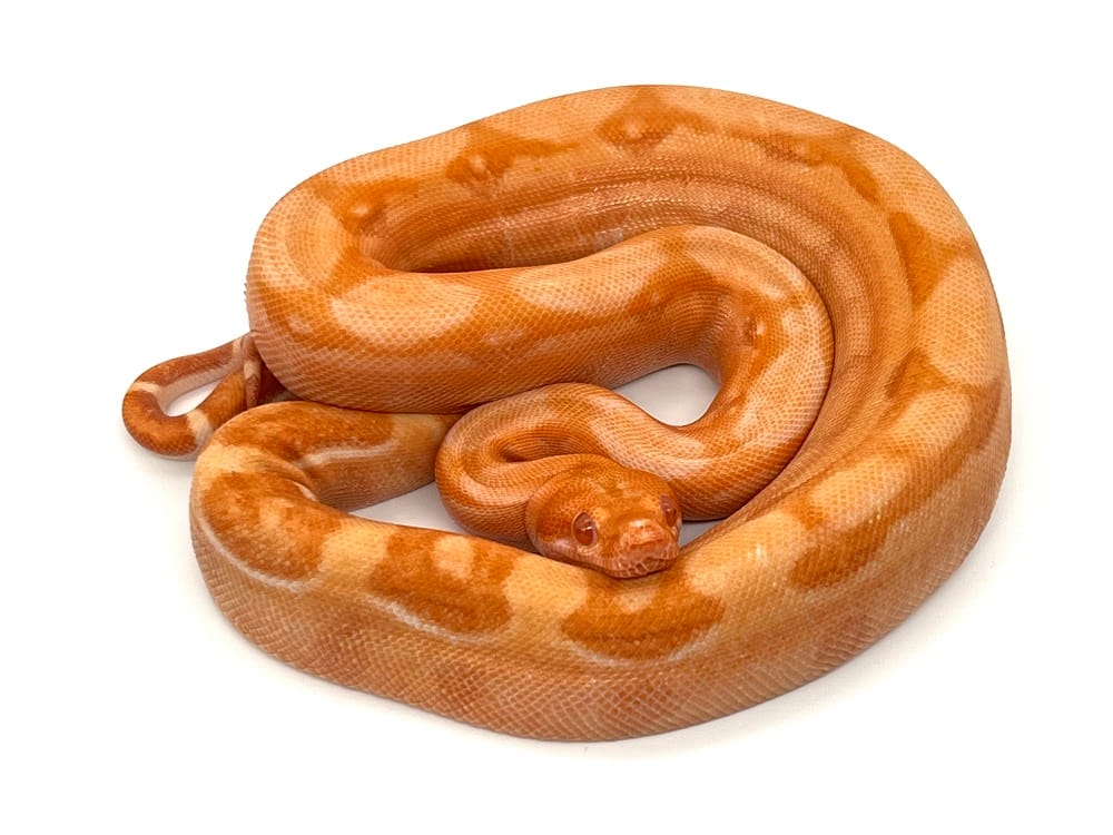 Sun Dragon Boa Constrictor by DM Reptiles - MorphMarket