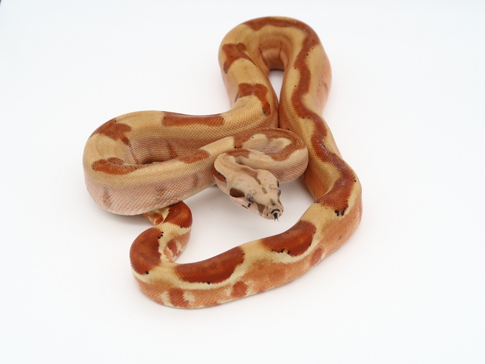 Hypo Jungle Het Albino 66% Het Blood Boa Constrictor by DM Reptiles - MorphMarket