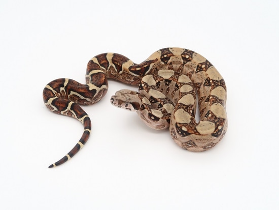 Het Red Dragon Boa Constrictor by DM Reptiles