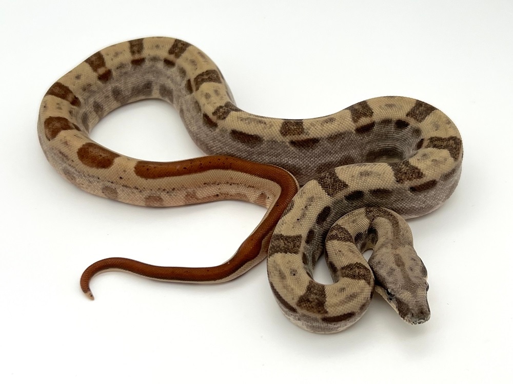 Hypo Motley Het Snow Boa Constrictor by DM Reptiles - MorphMarket