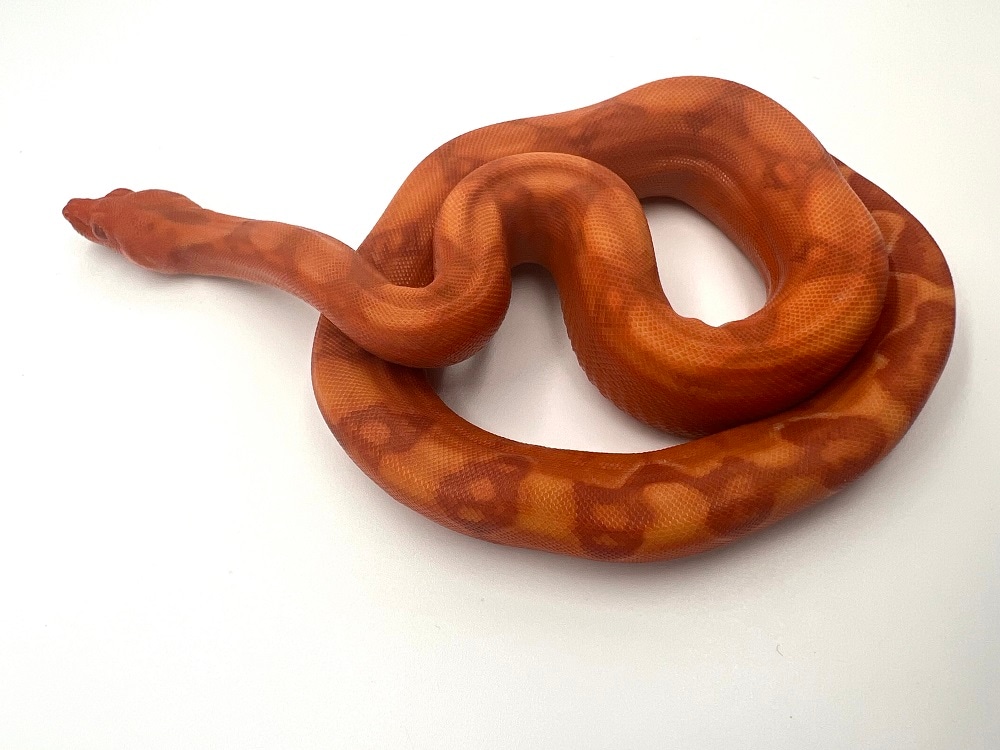 Lipstick Sun Dragon Boa Constrictor by DM Reptiles - MorphMarket