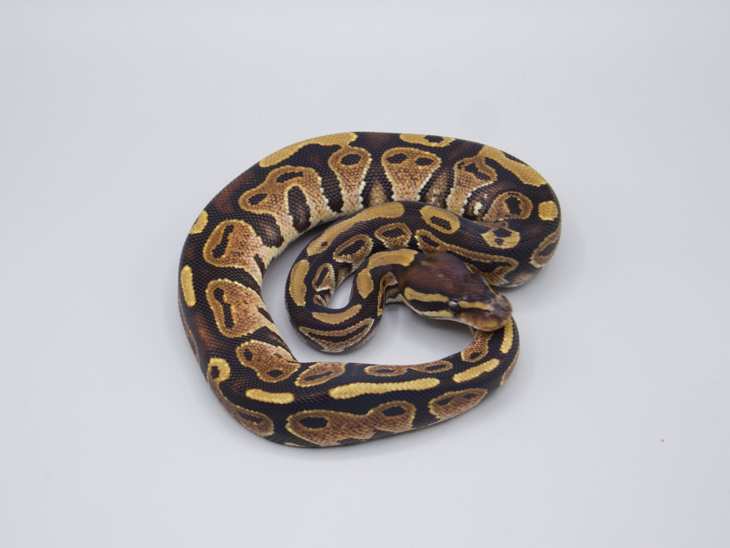 Hurricane Enchi Calico Ball Python by Bristol Balls - MorphMarket
