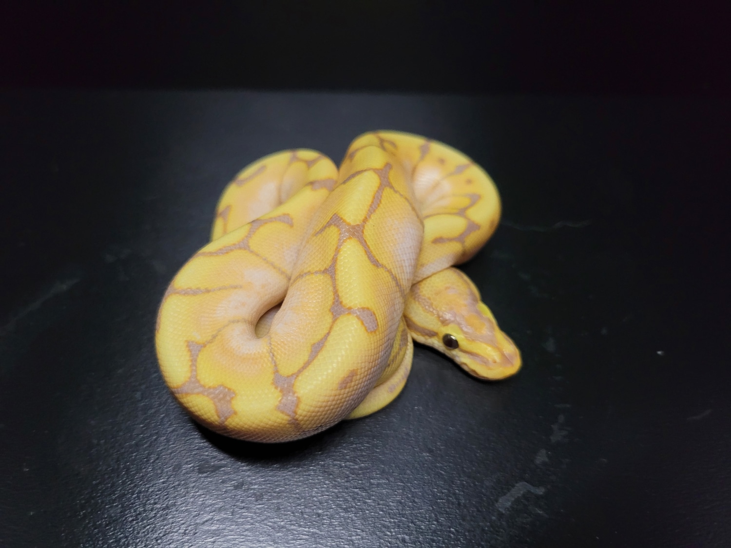 Banana Enchi Cinnamon Spider Ball Python by Weilandreptiles - MorphMarket