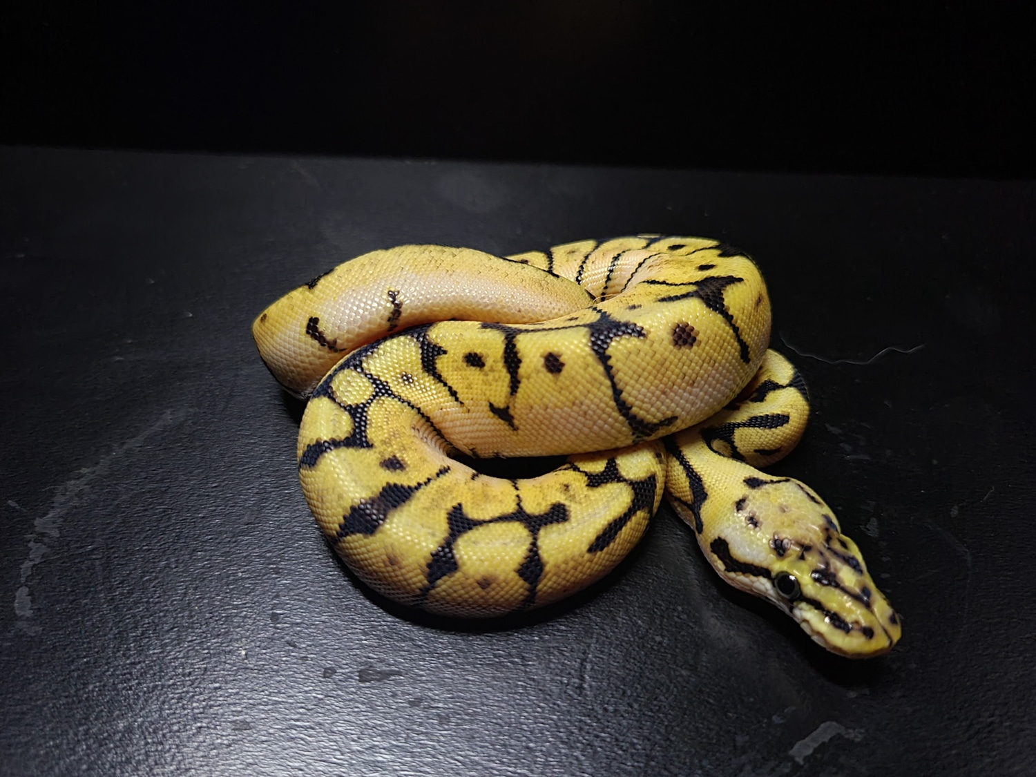 Enchi Bumblebee Ball Python by Weilandreptiles - MorphMarket