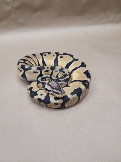 Firefly Het Clown Ball Python by Weilandreptiles