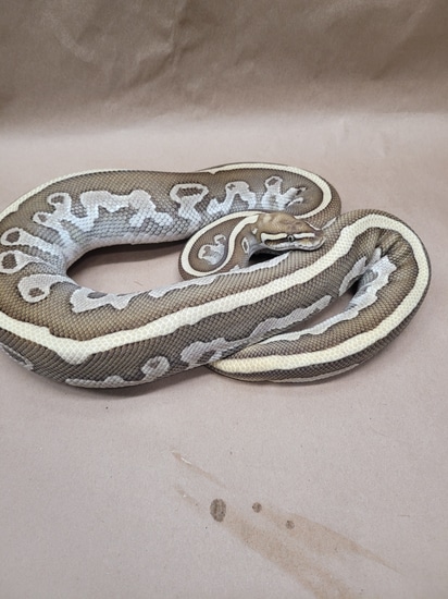 Leopard Lesser Yellow Belly Ball Python by Weilandreptiles