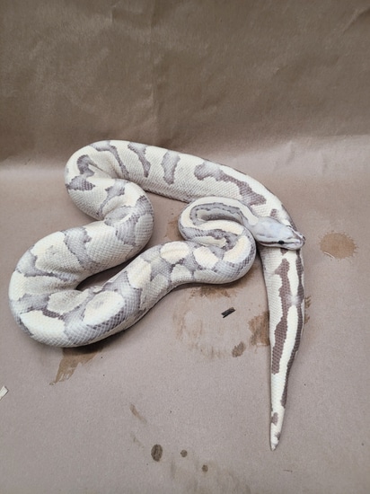 Vanilla Cream Ball Python by Weilandreptiles