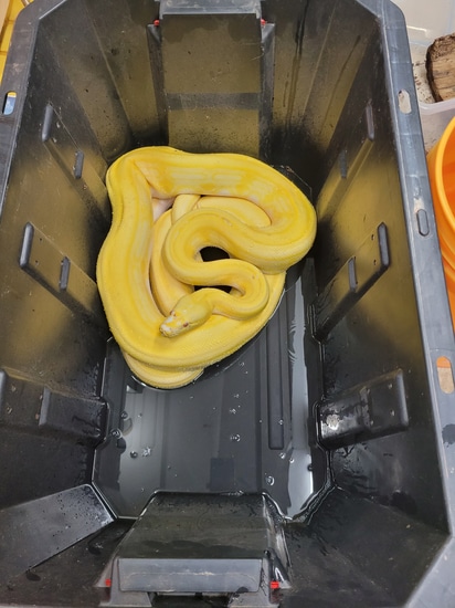 Super Tiger Amel Reticulated Python by Weilandreptiles