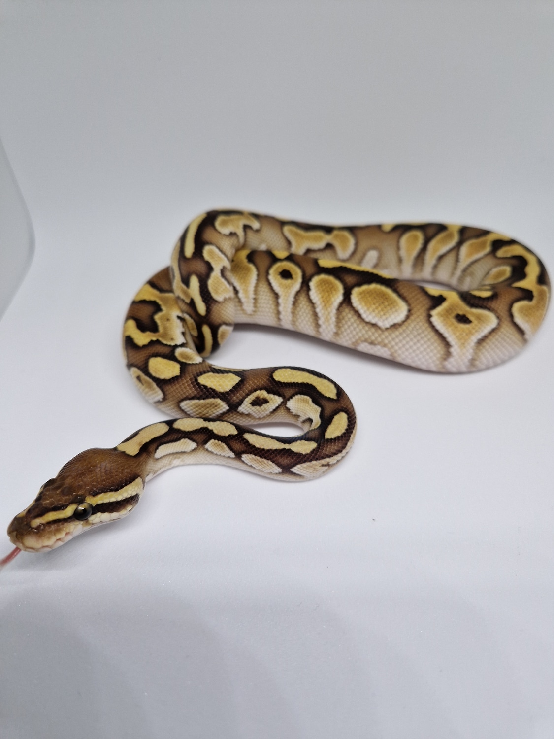 Lesser Het Clown Pos Het DG Ball Python by Lad Pythons - MorphMarket