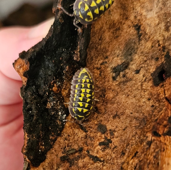 Yellow Spotted (Armadillidium Gestroi) Isopod by Bug Barn