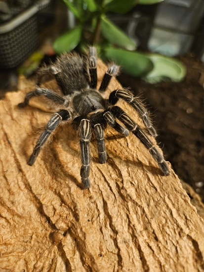 Costa Rican Striped-Knee (A.Seemanni) Tarantula by Bug Barn