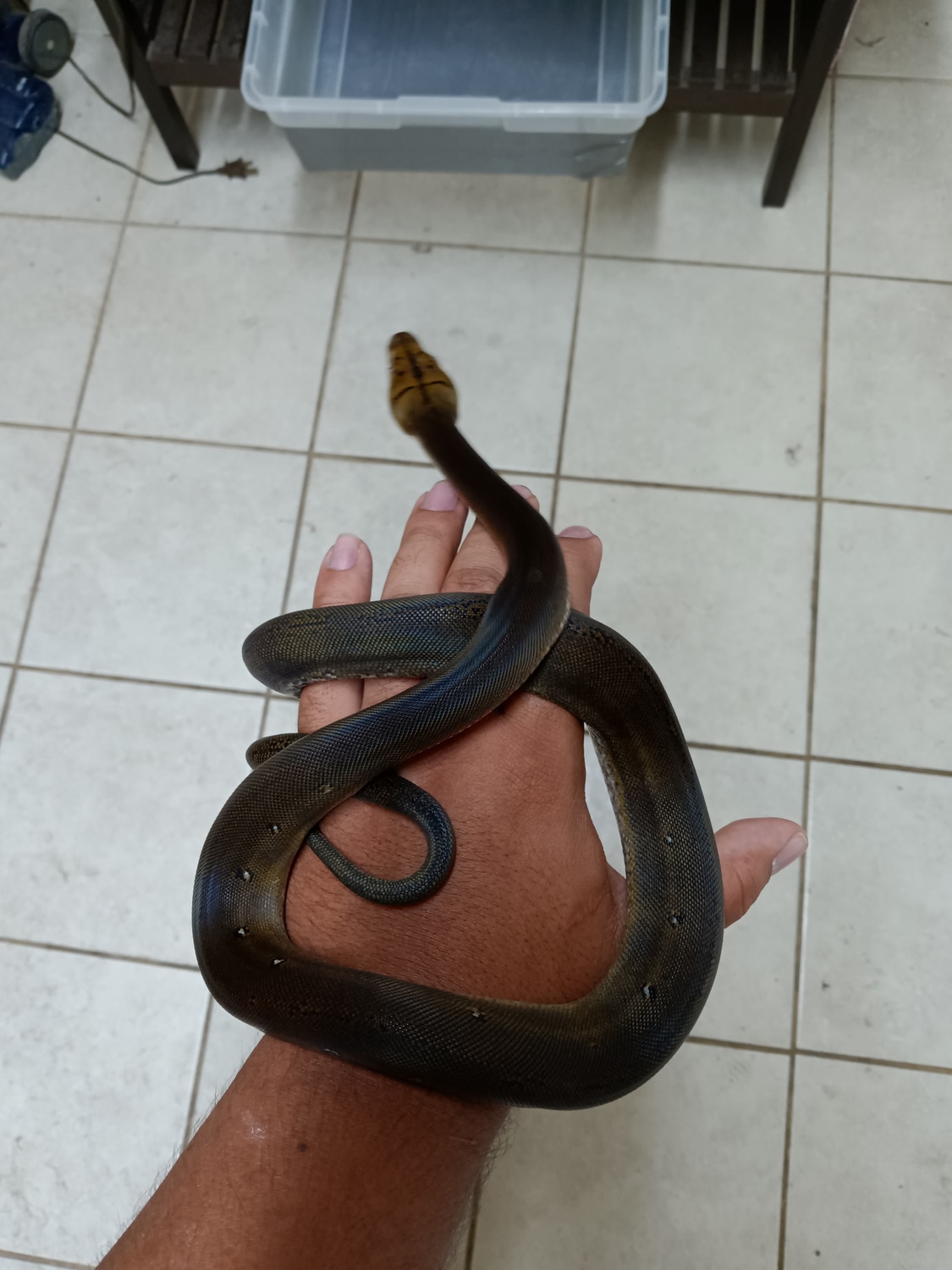 Golden Child Reticulated Python by Drew Reptiles - MorphMarket