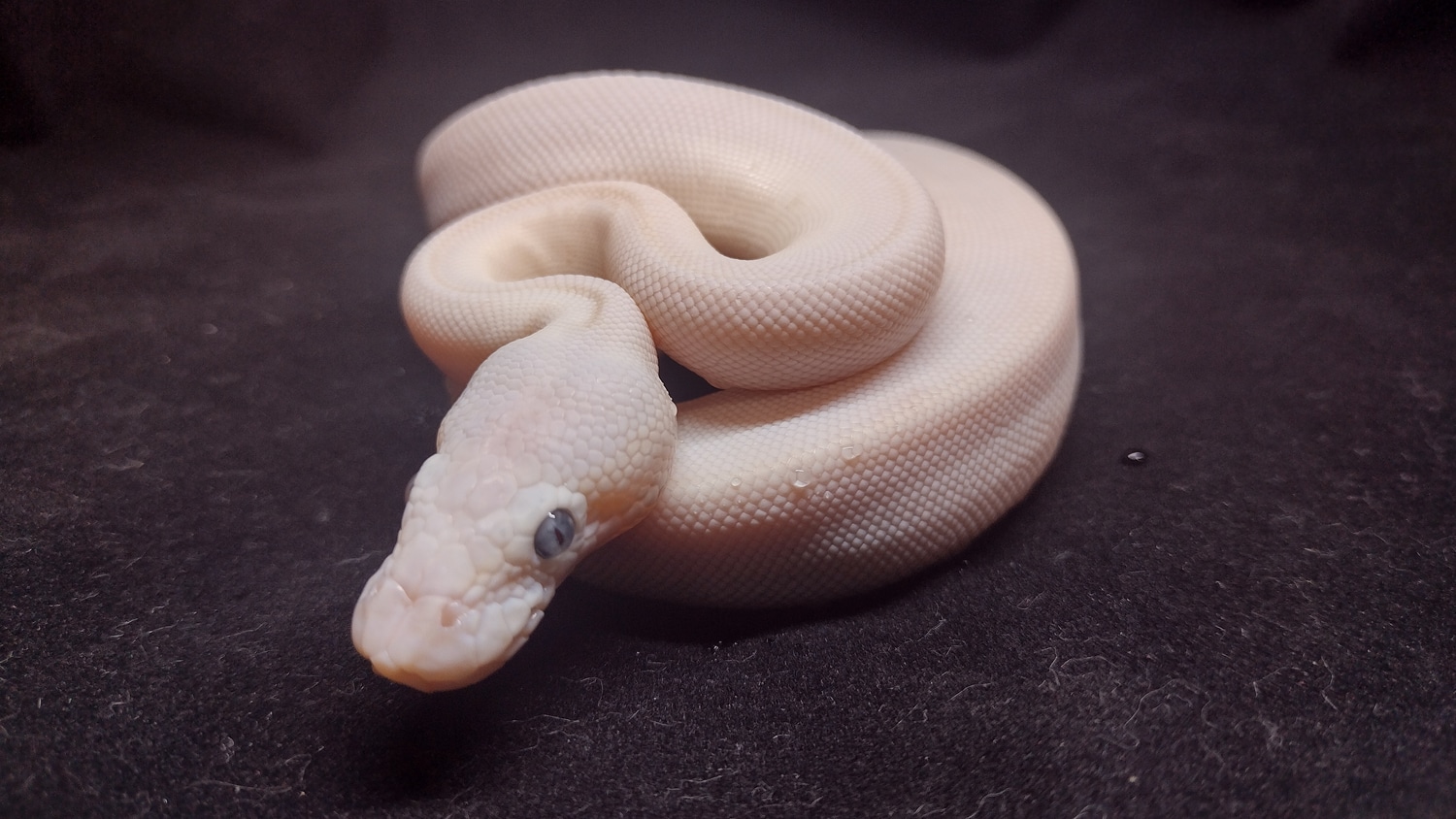 Blue Eyed Lucy (Moj/Les) Ball Python by Just Ballz Reptiles - MorphMarket