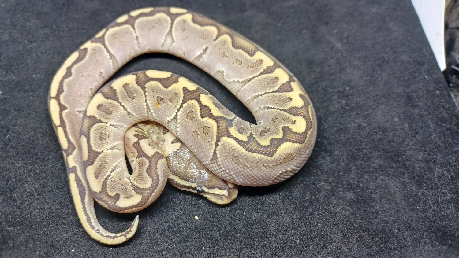 Pastel Bamboo Ball Python by Just Ballz Reptiles - MorphMarket