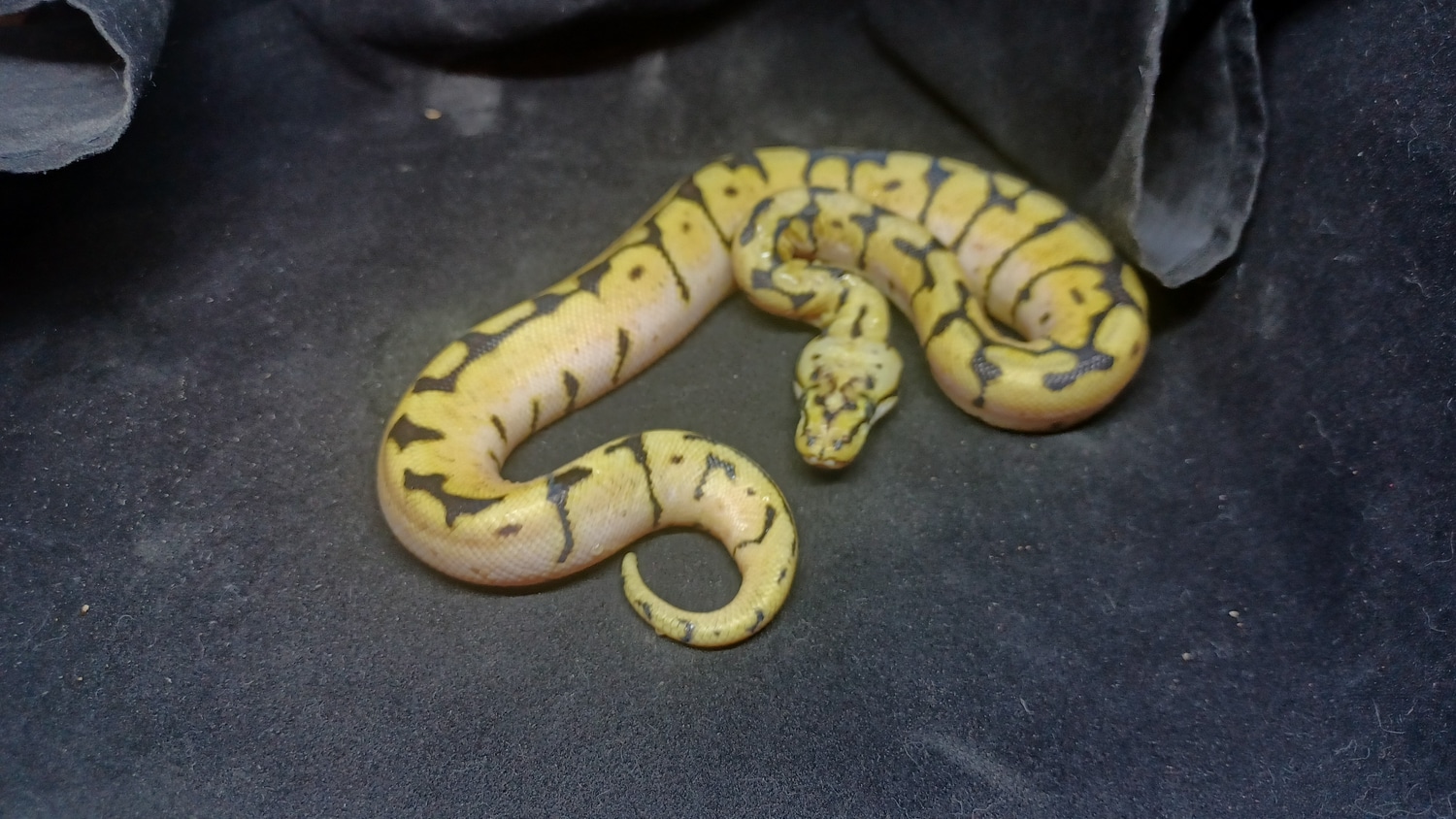 Bumblebee Ball Python by Just Ballz Reptiles - MorphMarket
