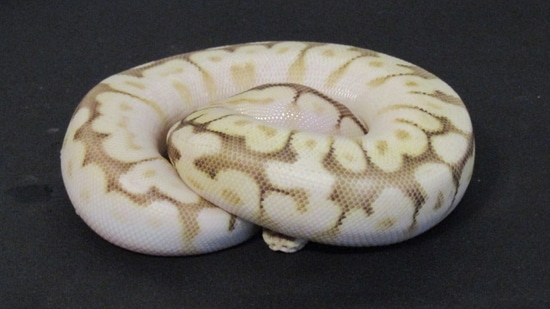 Calibee Lesser Ball Python by Just Ballz Reptiles