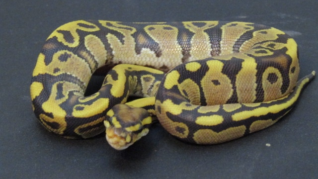 Fire Ball Python by Just Ballz Reptiles - MorphMarket