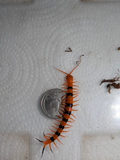 Scolopendra Hardwickei "indian Tiger Centipede by Deathorations LLC
