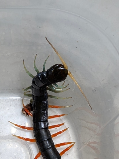 Scolopendra Sp. Malaysian Jewel Centipede by Deathorations LLC
