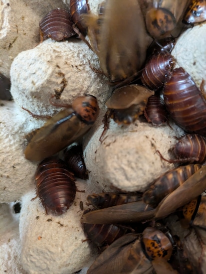 Eublaberus Posticus " Orange Head Roach " (10) Cockroach by ...