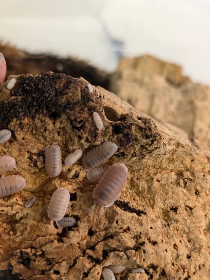 Papaya" Pretty Soft Pink Isopods (Cubaris Murina) 10ct by Deathorations LLC