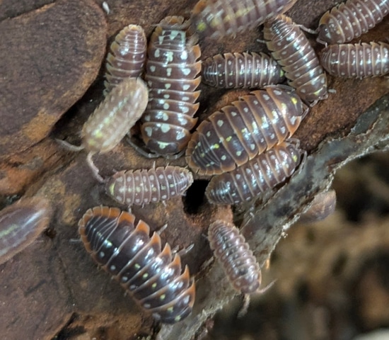 Armadillidium Klugii " Clown Isopods" 5ct by Deathorations LLC
