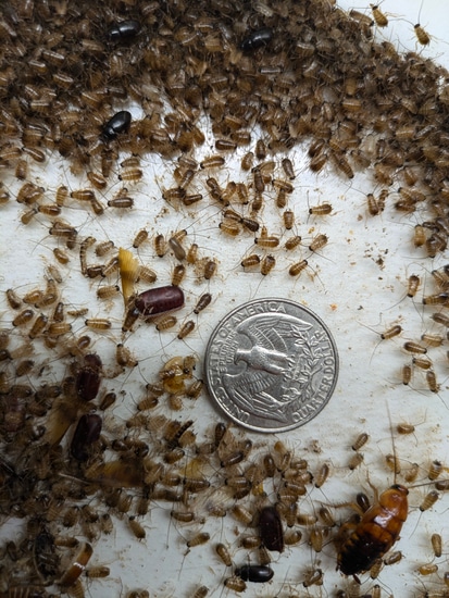 Turkish Redrunners Cockroach by Deathorations LLC