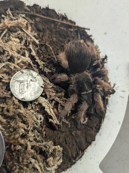 Brachypelma Klassi Tarantula by Deathorations LLC